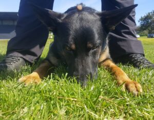 WHAT IS IGP - IGP SPORT FOR GERMAN SHEPHERD DOGS